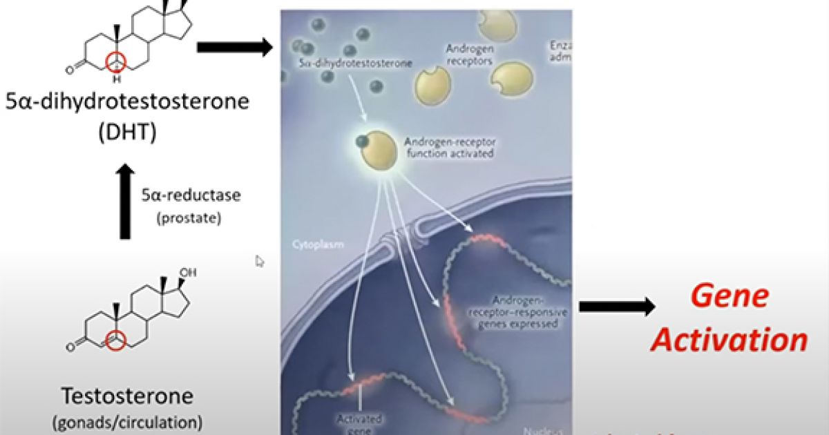 Androgens, Hormonal Therapy, and Response in Prostate Cancer | ZERO ...