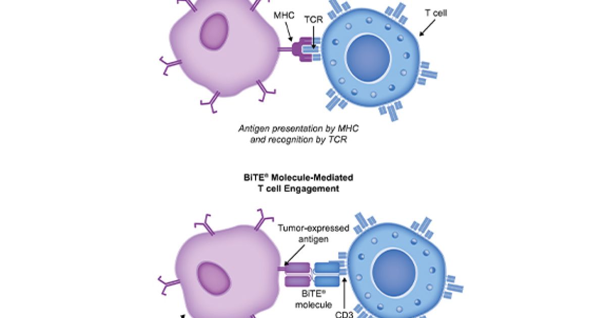 BiTE Technology in Immuno-Oncology | ZERO Prostate Cancer
